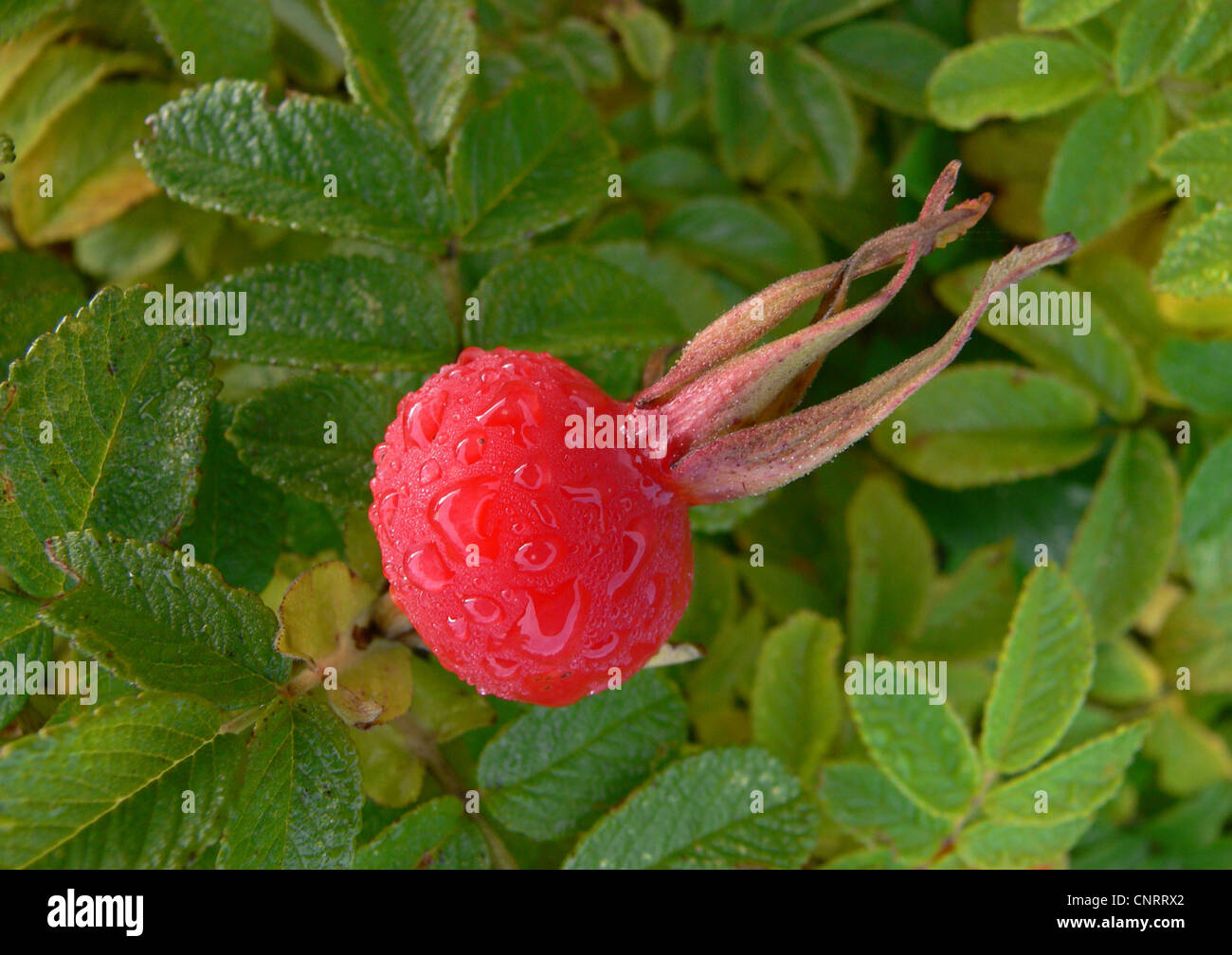 rugosa rose, Japanese rose (Rosa rugosa), rose hip with rain drops ...