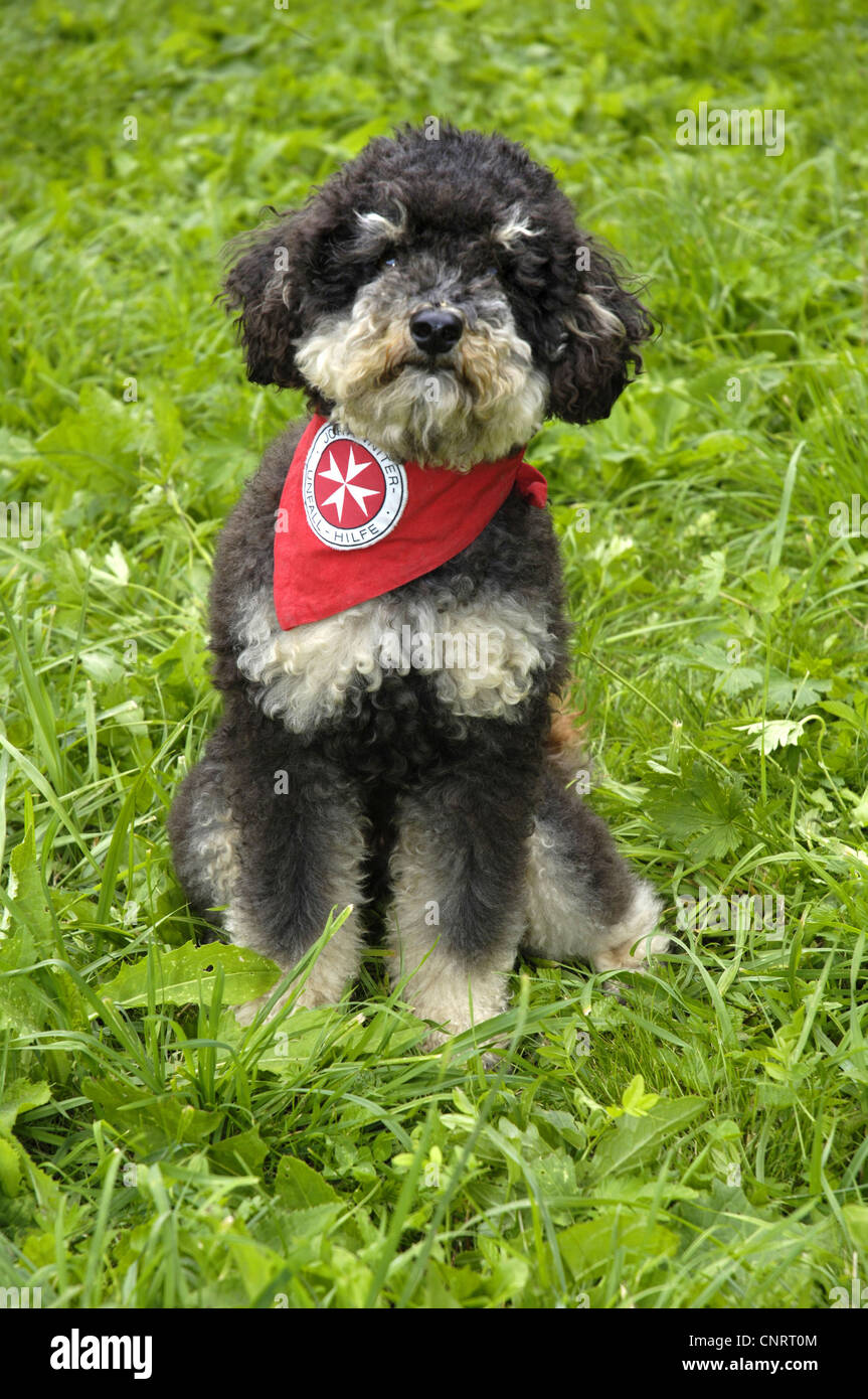 Poodle (Canis lupus f. familiaris), poodle, rescue dog Stock Photo - Alamy