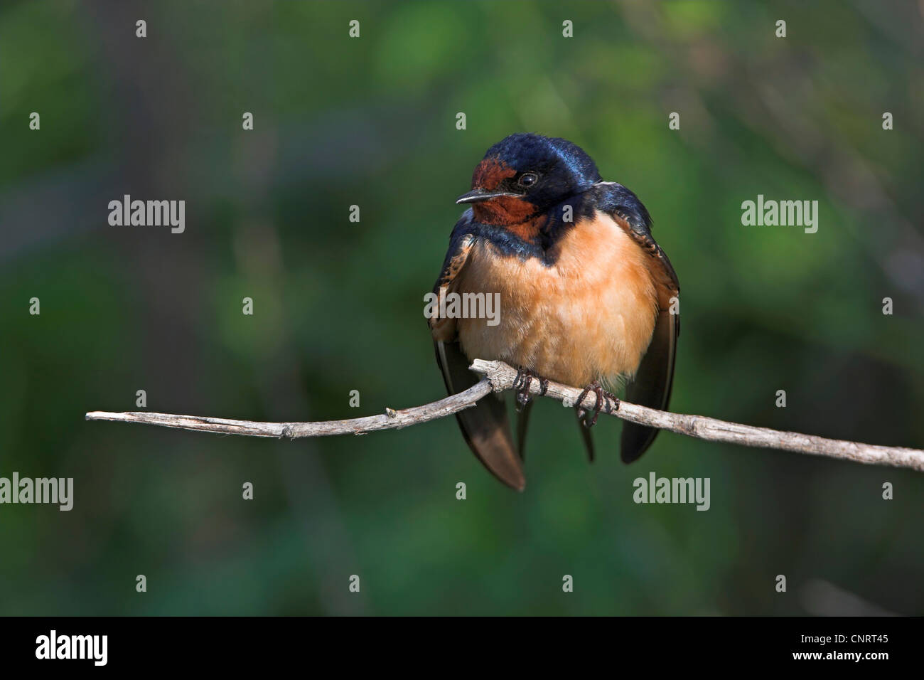 Barn swallow closeup hi-res stock photography and images - Alamy