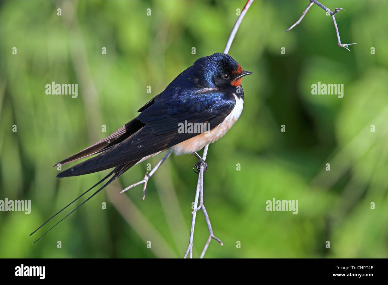 Hirundo rustica branch hi-res stock photography and images - Alamy