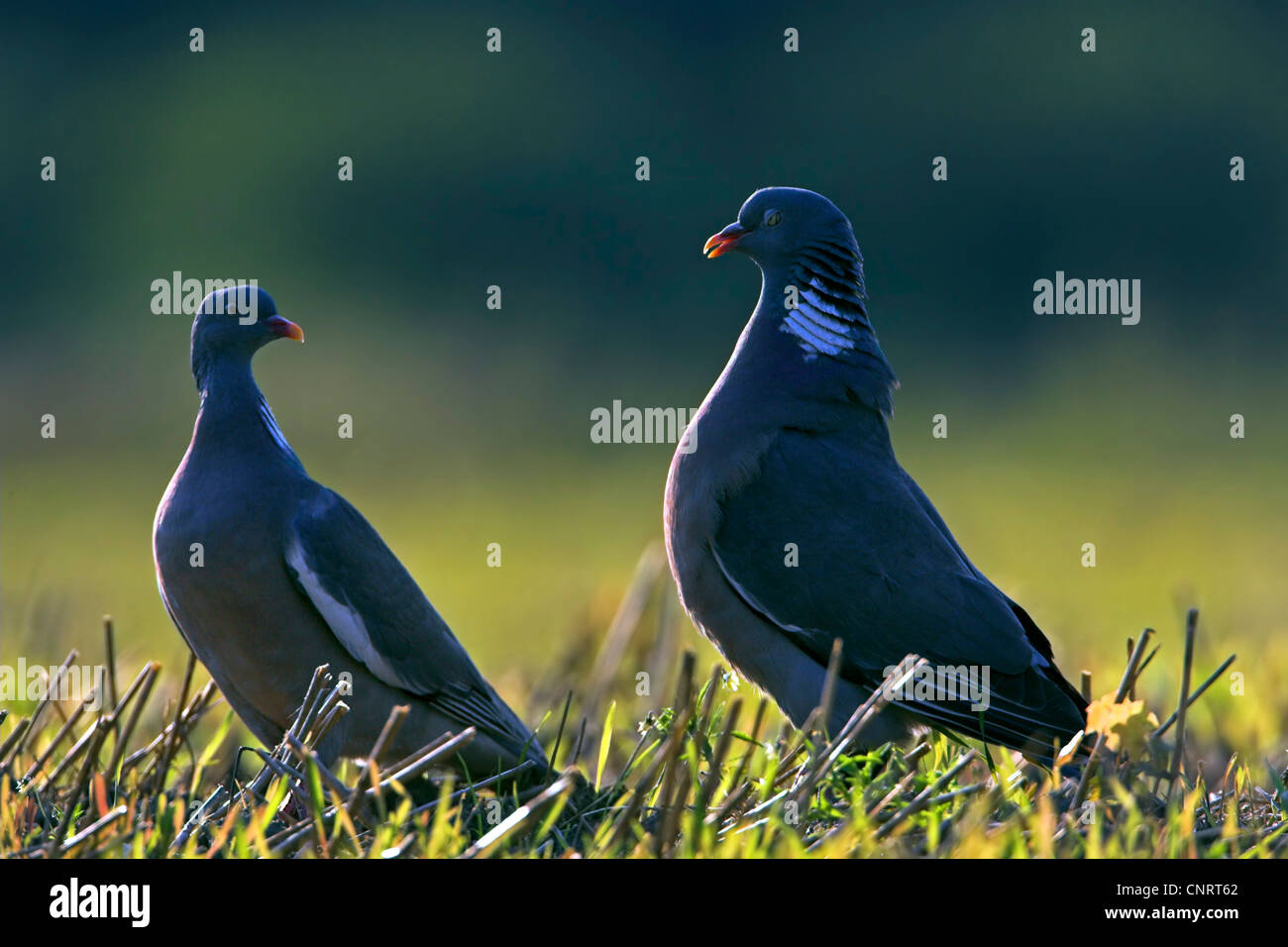 Backlight pigeon hi-res stock photography and images - Alamy