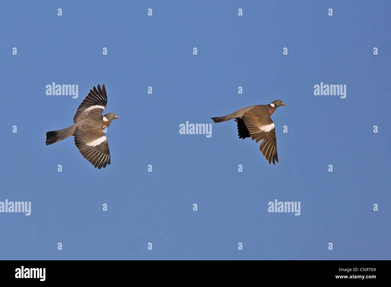 Wood pigeon in flight hi-res stock photography and images - Alamy