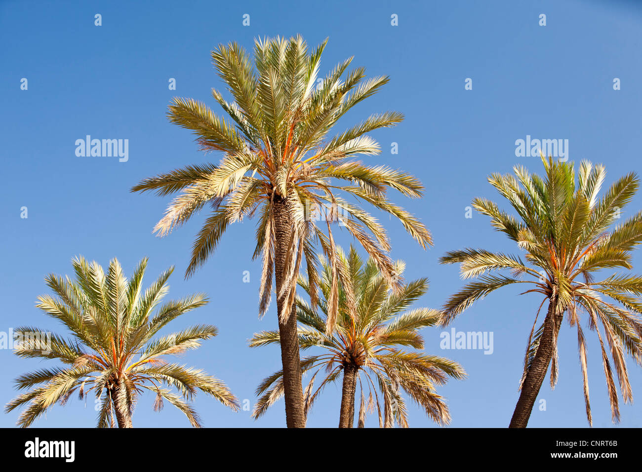 Palm trees in Marrkech, Morocco, North Africa Stock Photo - Alamy