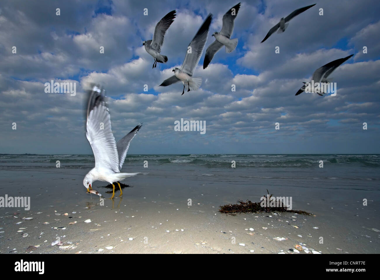 Group praying on beach hi-res stock photography and images - Alamy