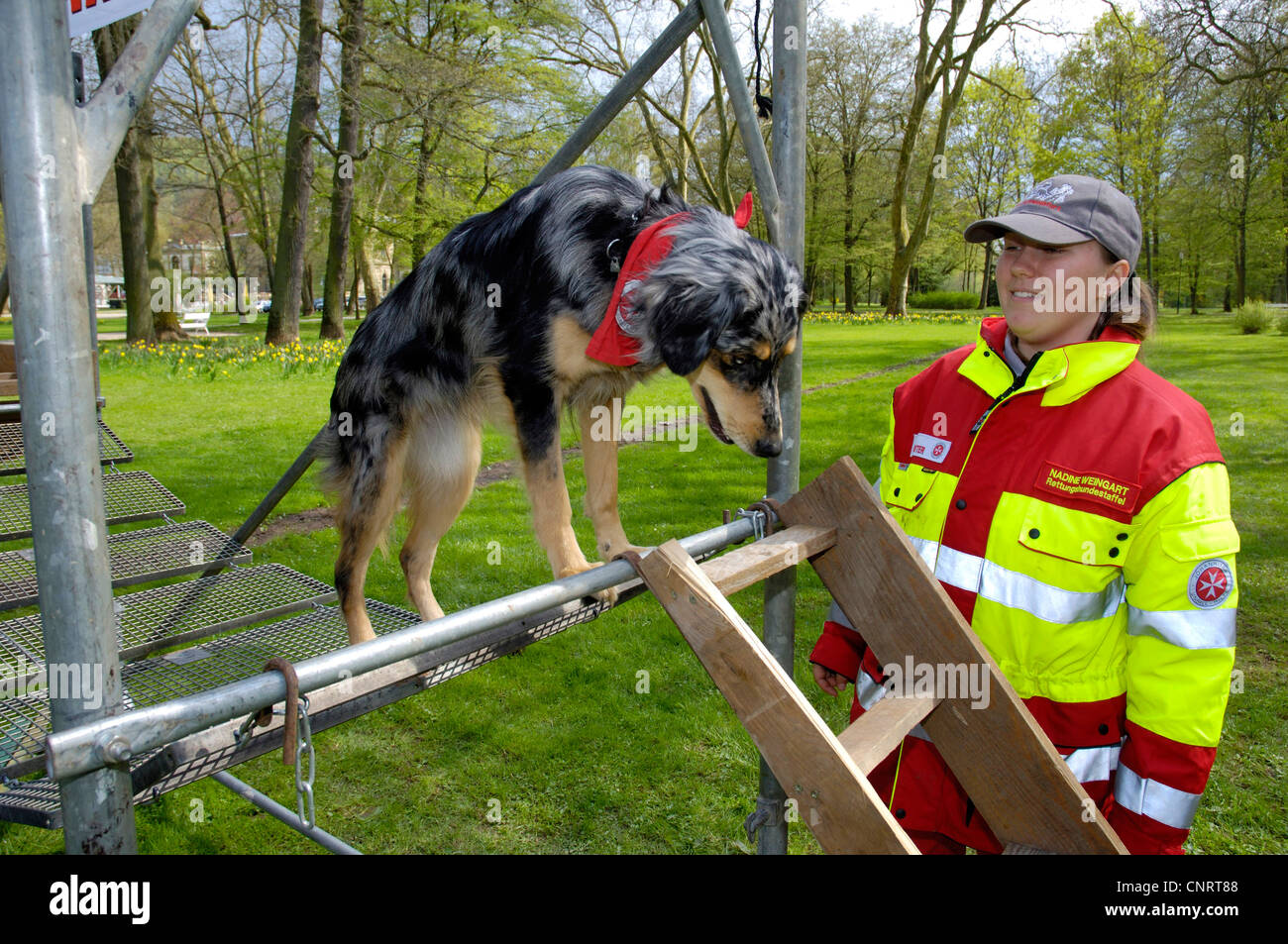 Australian working dog rescue hi-res stock photography and images - Alamy