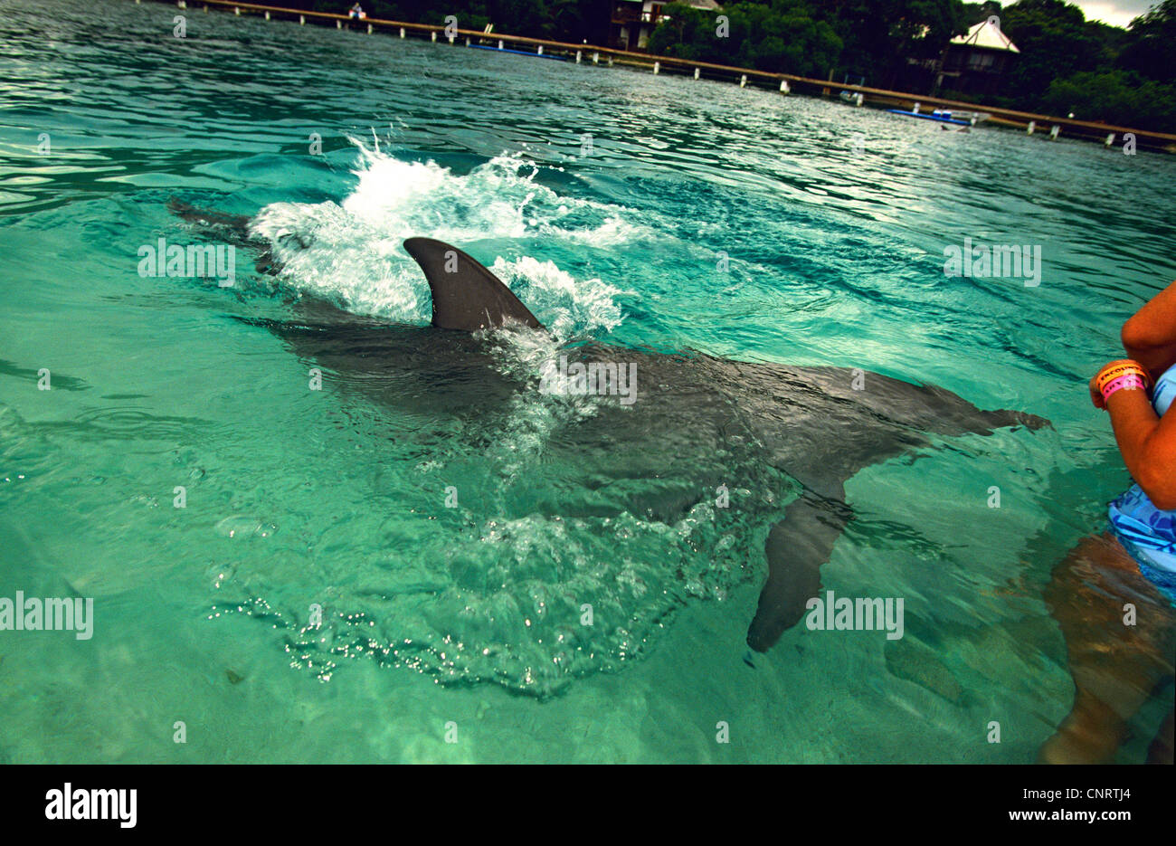 Dolphin show at Anthony's Key Resort in Roatan Stock Photo - Alamy