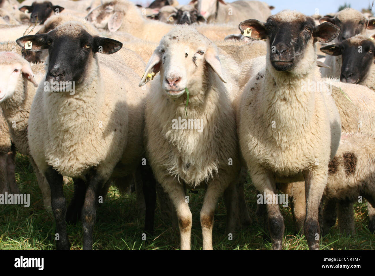domestic sheep (Ovis ammon f. aries), herd of sheep; Merinos and ...