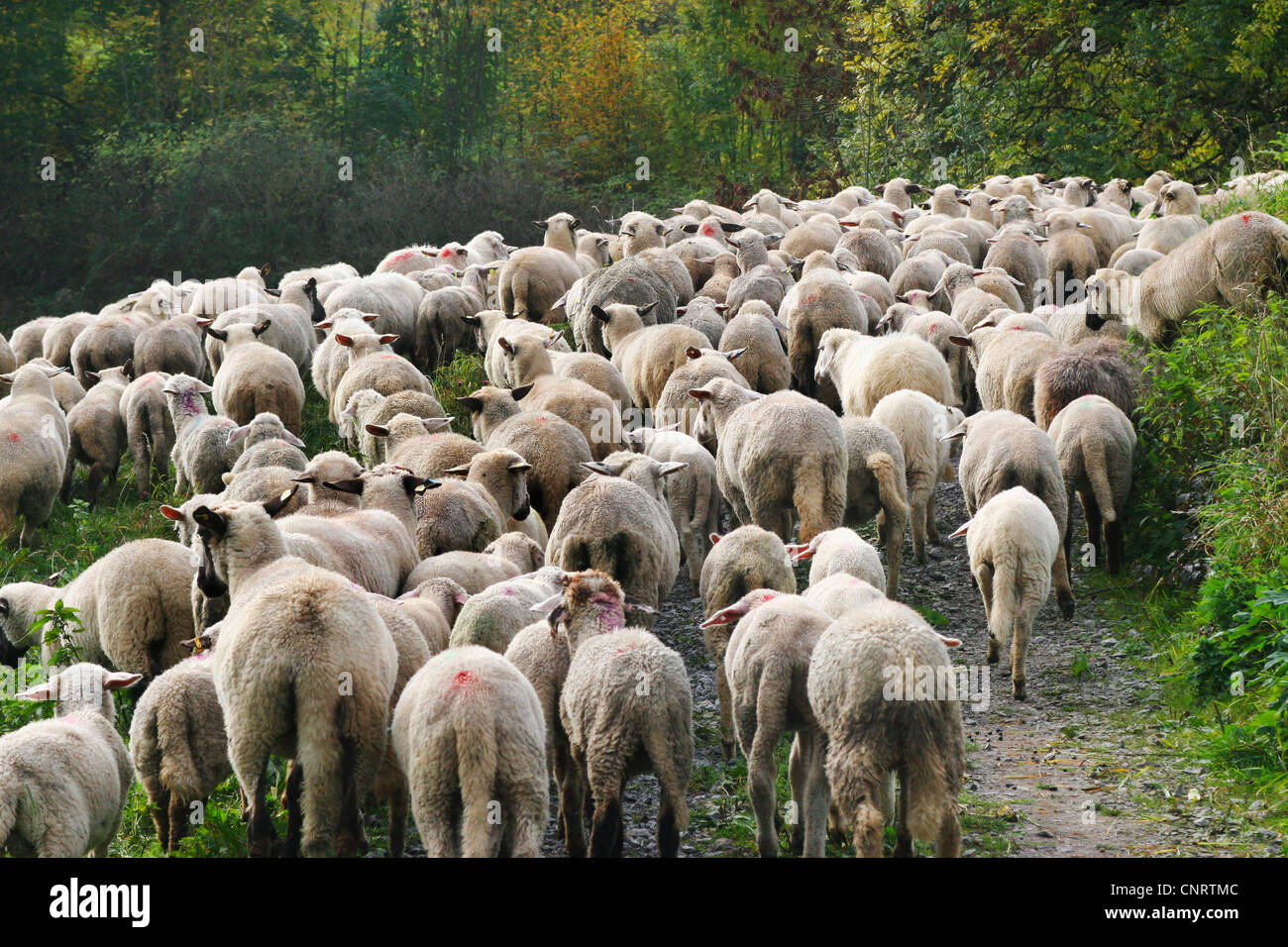 Sheep crush hi-res stock photography and images - Alamy