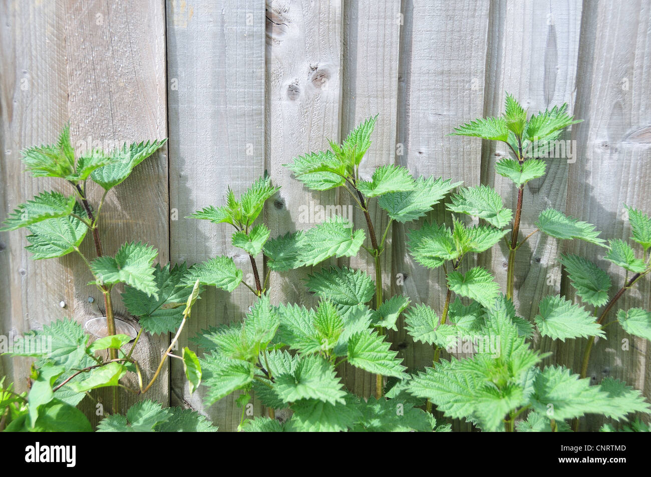 Garden nettles hi-res stock photography and images - Alamy