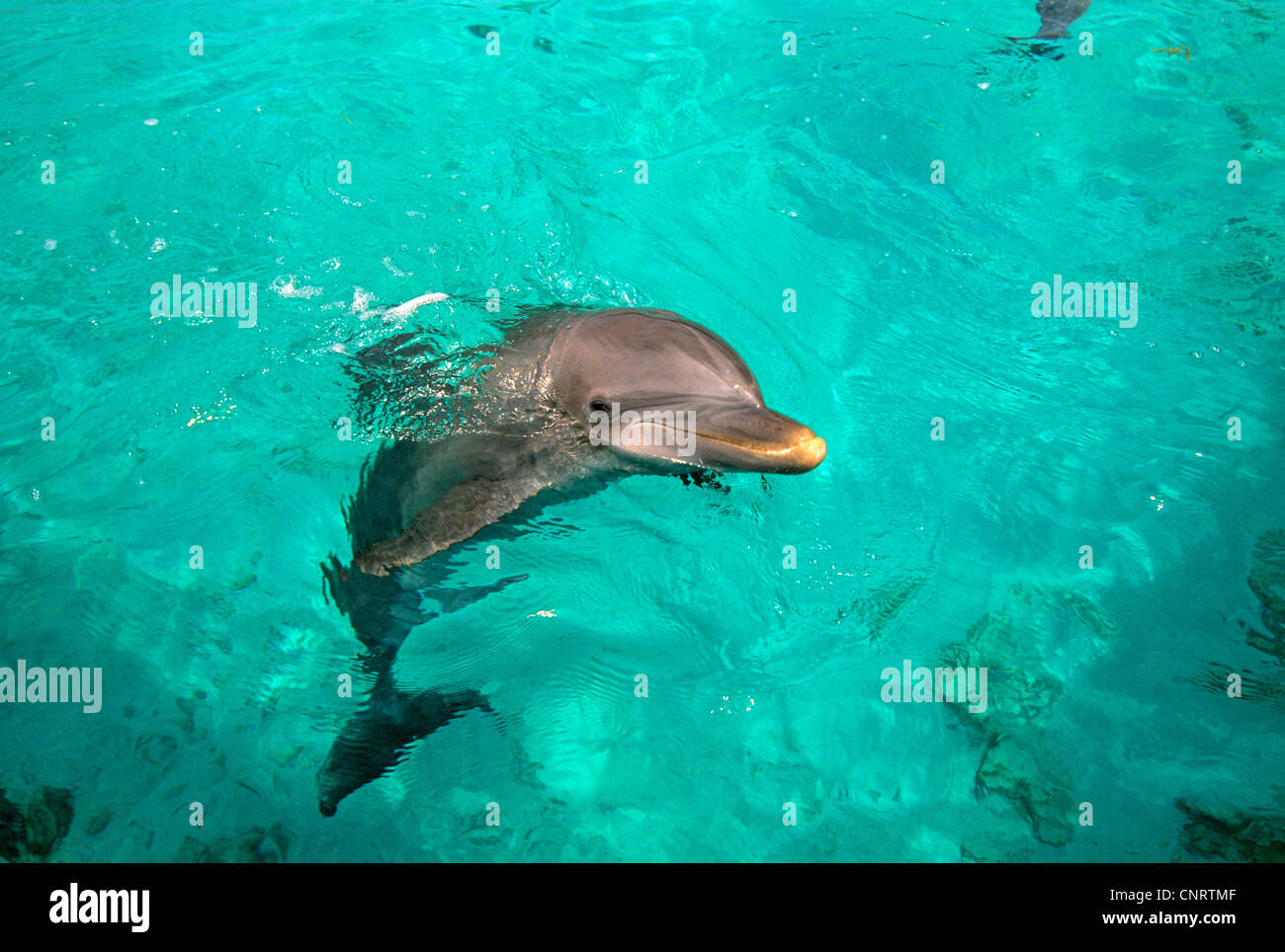 Dolphin at Anthony's Key Resort in Roatan Stock Photo - Alamy