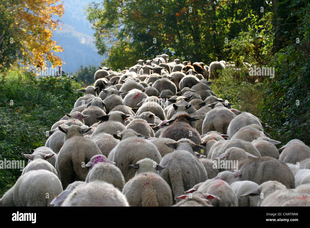 English breed of sheep hi-res stock photography and images - Alamy