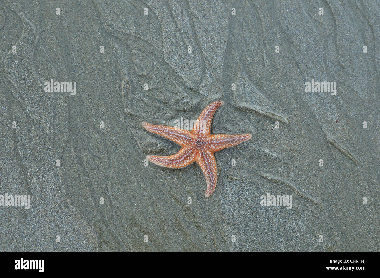 Tìd hi-res stock photography and images - Alamy