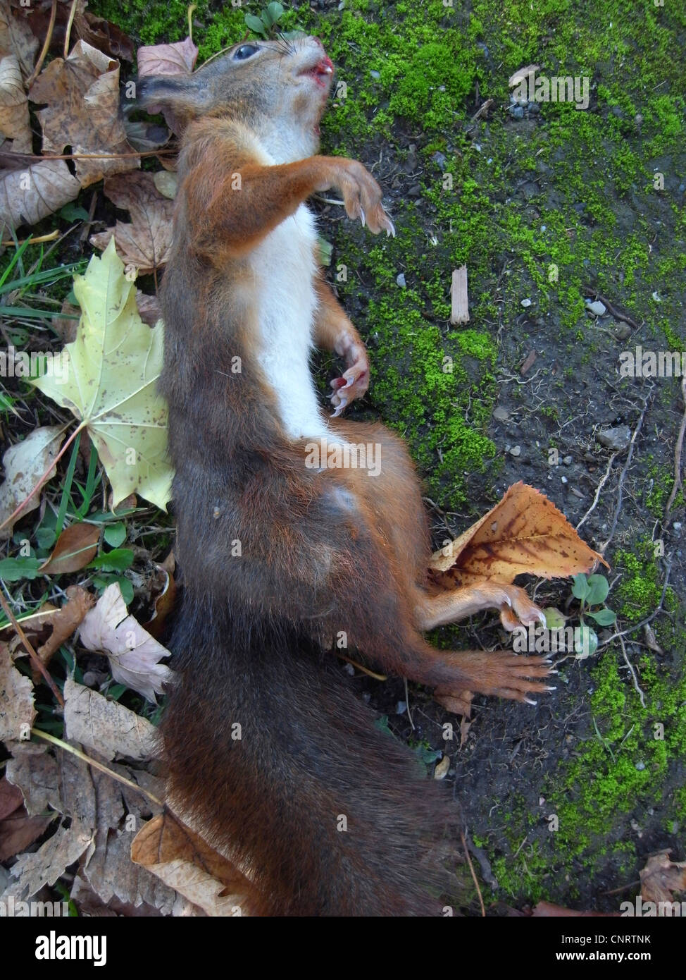 Dead animal squirrel roadkill hi-res stock photography and images - Alamy