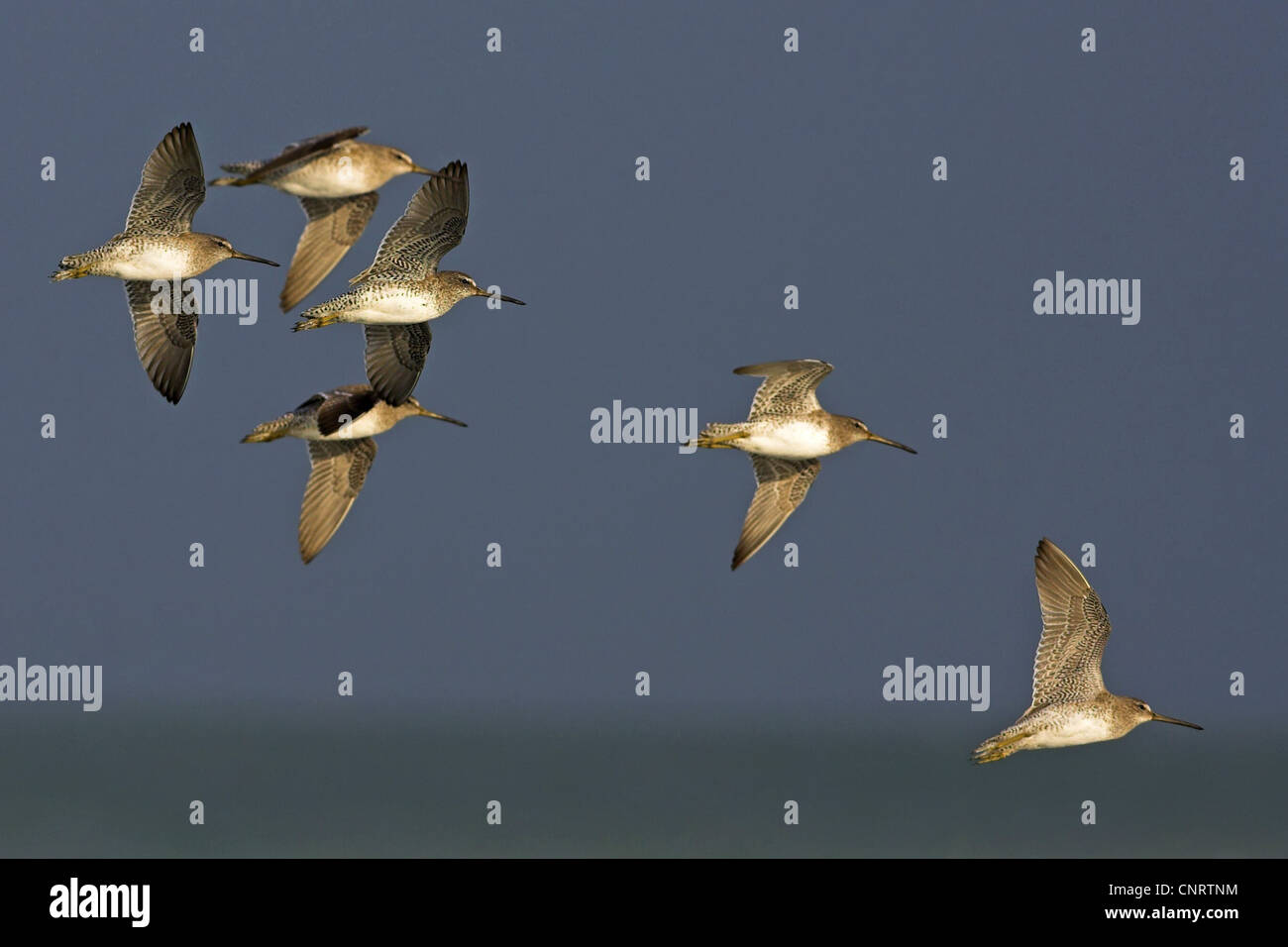 Short billed dowitcher in flight hi-res stock photography and images ...