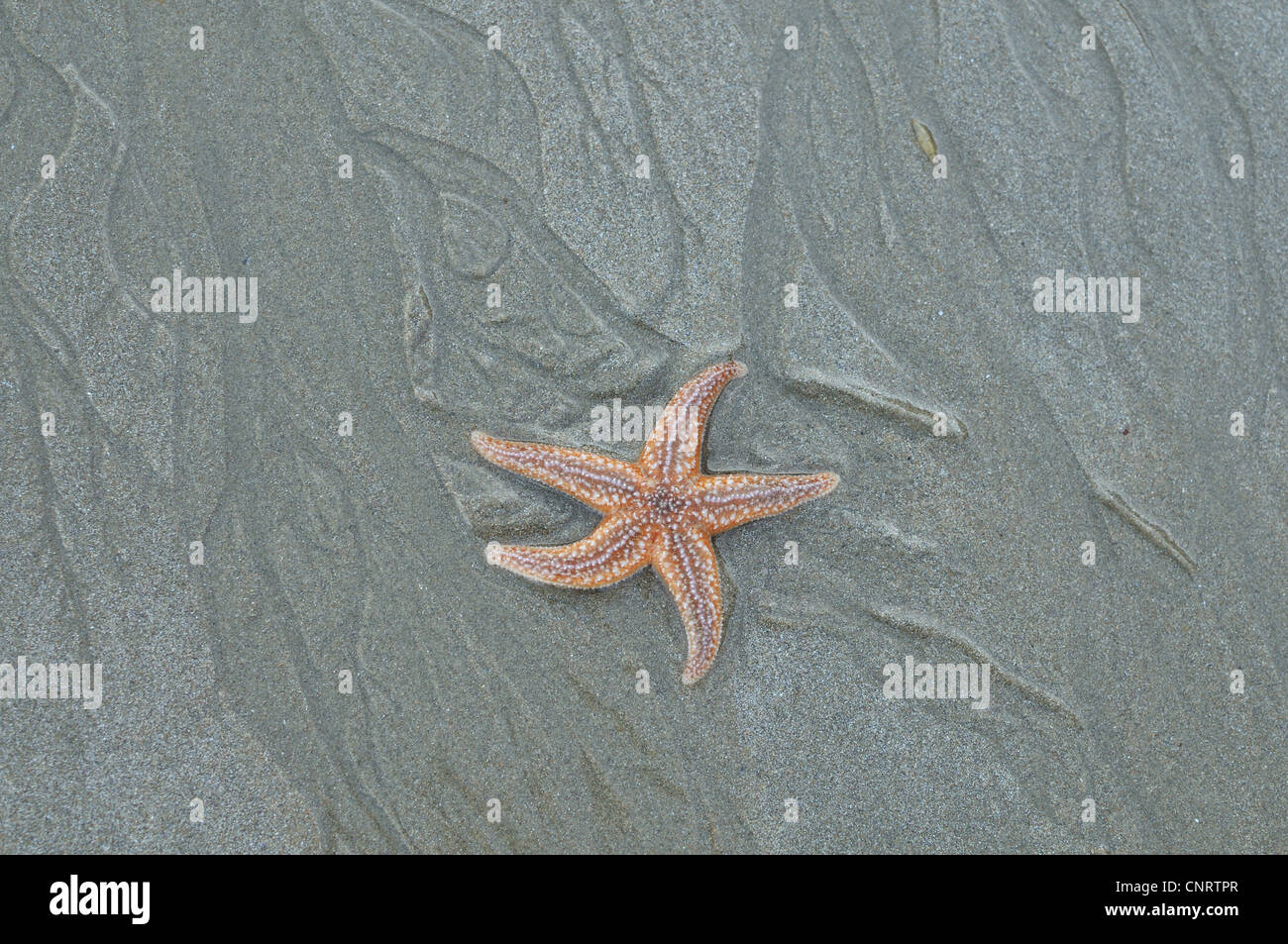 Dead starfish hi-res stock photography and images - Alamy
