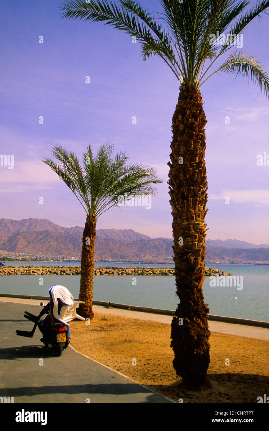 Israel jordan desert palm trees hi-res stock photography and images - Alamy