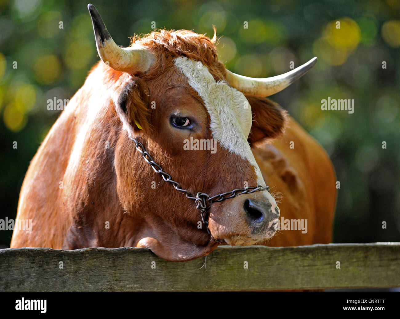 Allgaeuer brown cows hi-res stock photography and images - Alamy