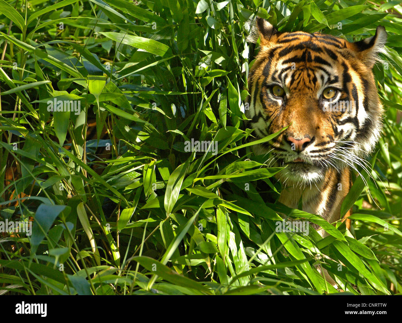 Tiger hiding grass hi-res stock photography and images - Alamy
