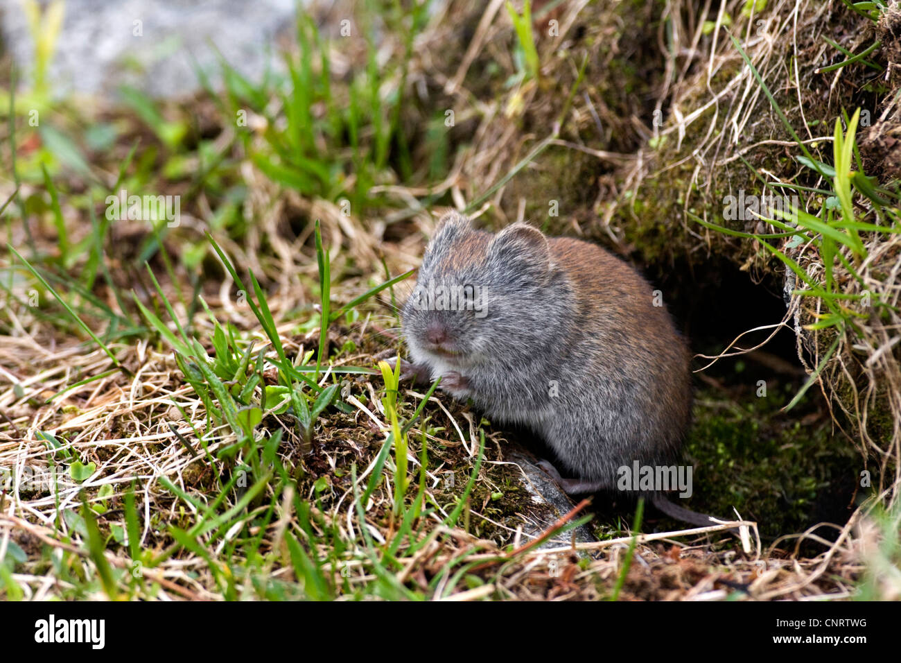 gray-sided vole (Clethrionomys rufocanus), in front of its den, Norway ...