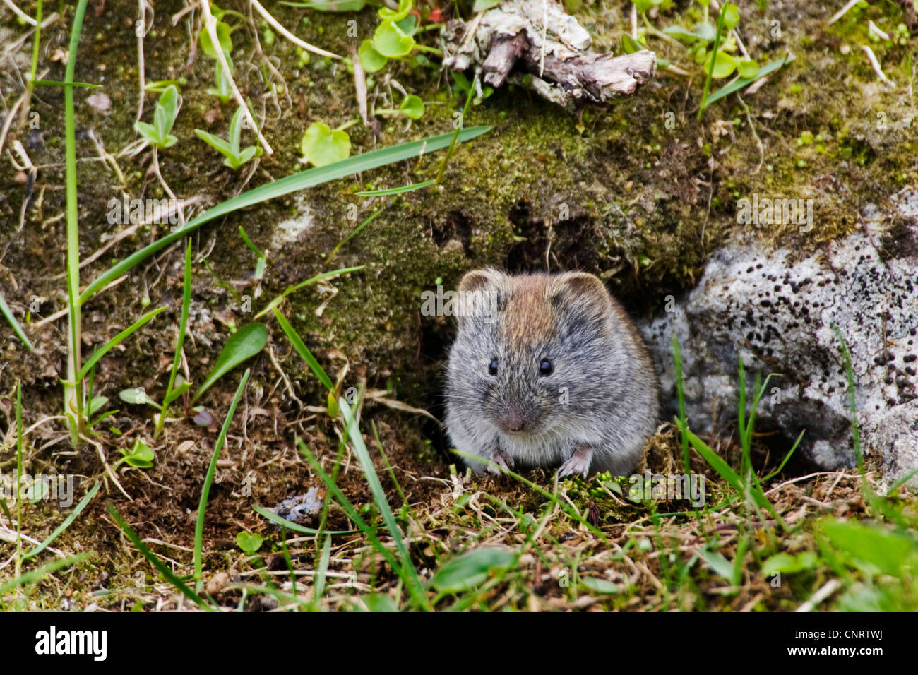 gray-sided vole (Clethrionomys rufocanus), in front of its den, Norway ...