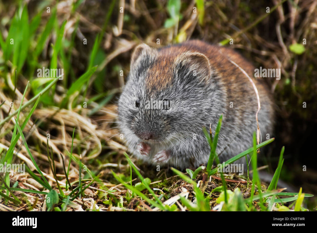 gray-sided vole (Clethrionomys rufocanus), sitting in front of its den ...