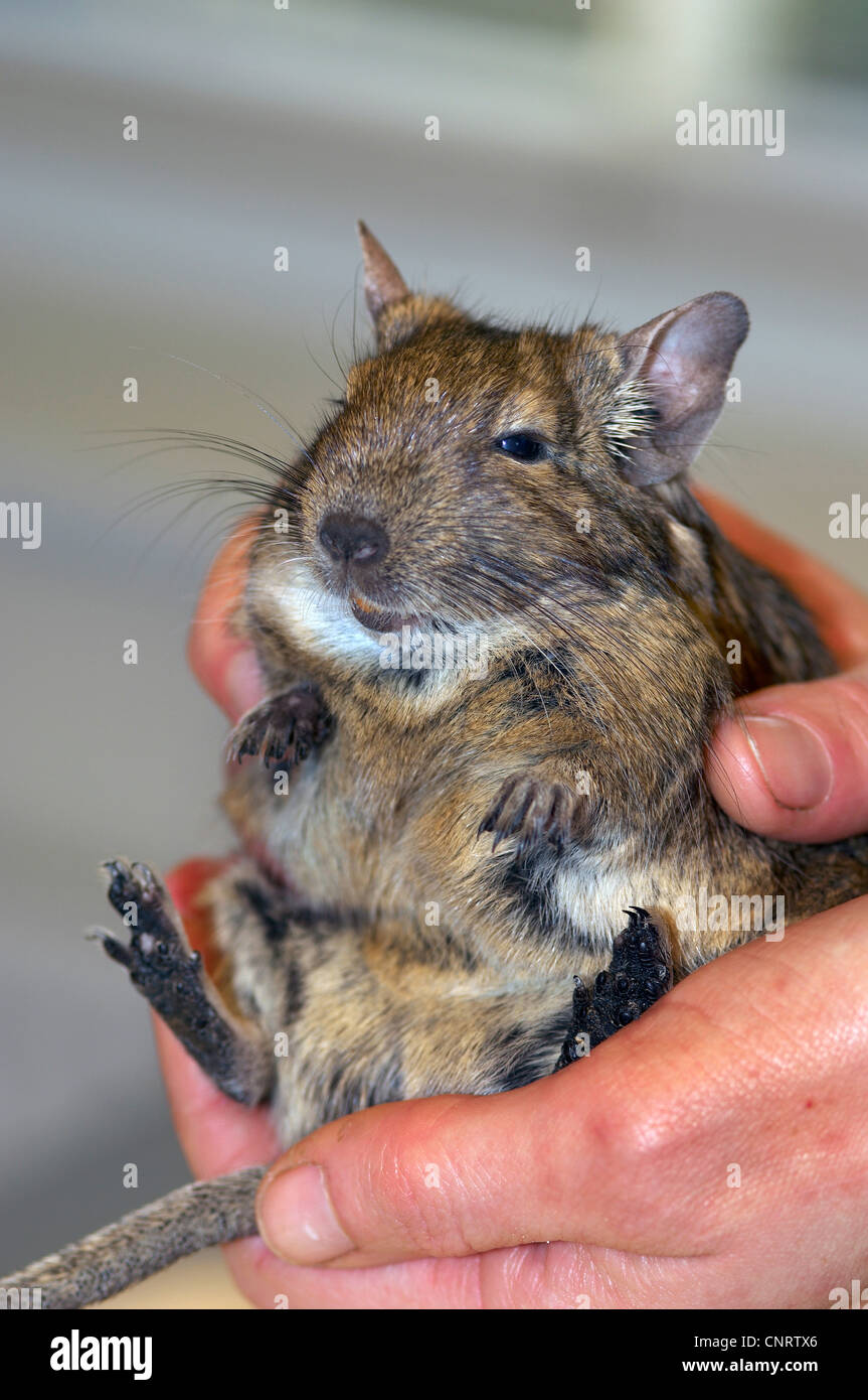 degu, Brush-tail Rat (Octodon degus), sitting on palm of hand correct ...