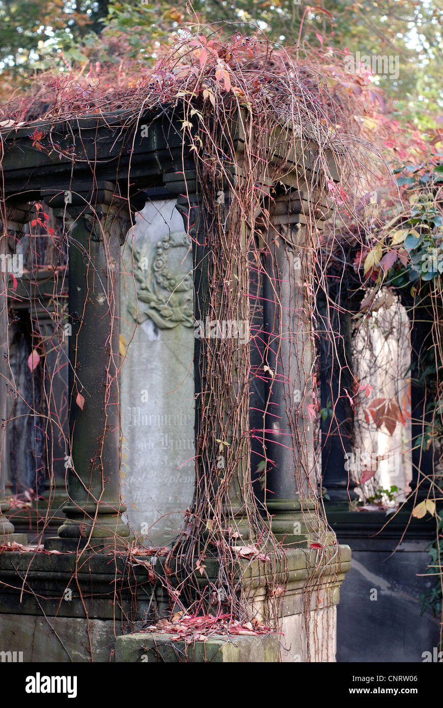 False Virginia Creeper Parthenocissus Inserta High Resolution Stock ...