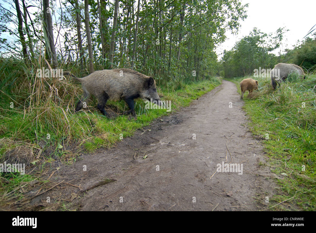 wild boar, pig, wild boar (Sus scrofa), crossing path, Germany ...
