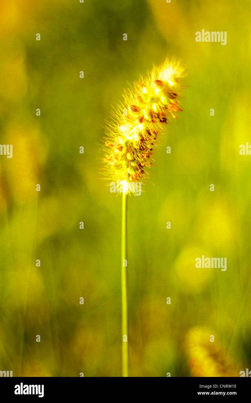 Hoja hojas naturaleza hi-res stock photography and images - Alamy