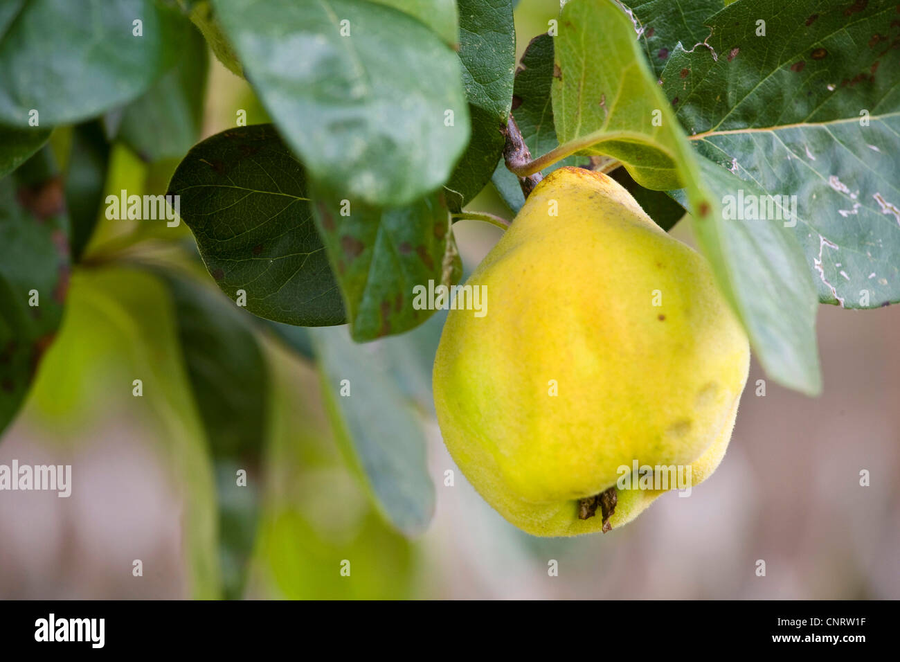 Common quince (Cydonia oblonga), ripe fruit on tree, Germany, Baden ...