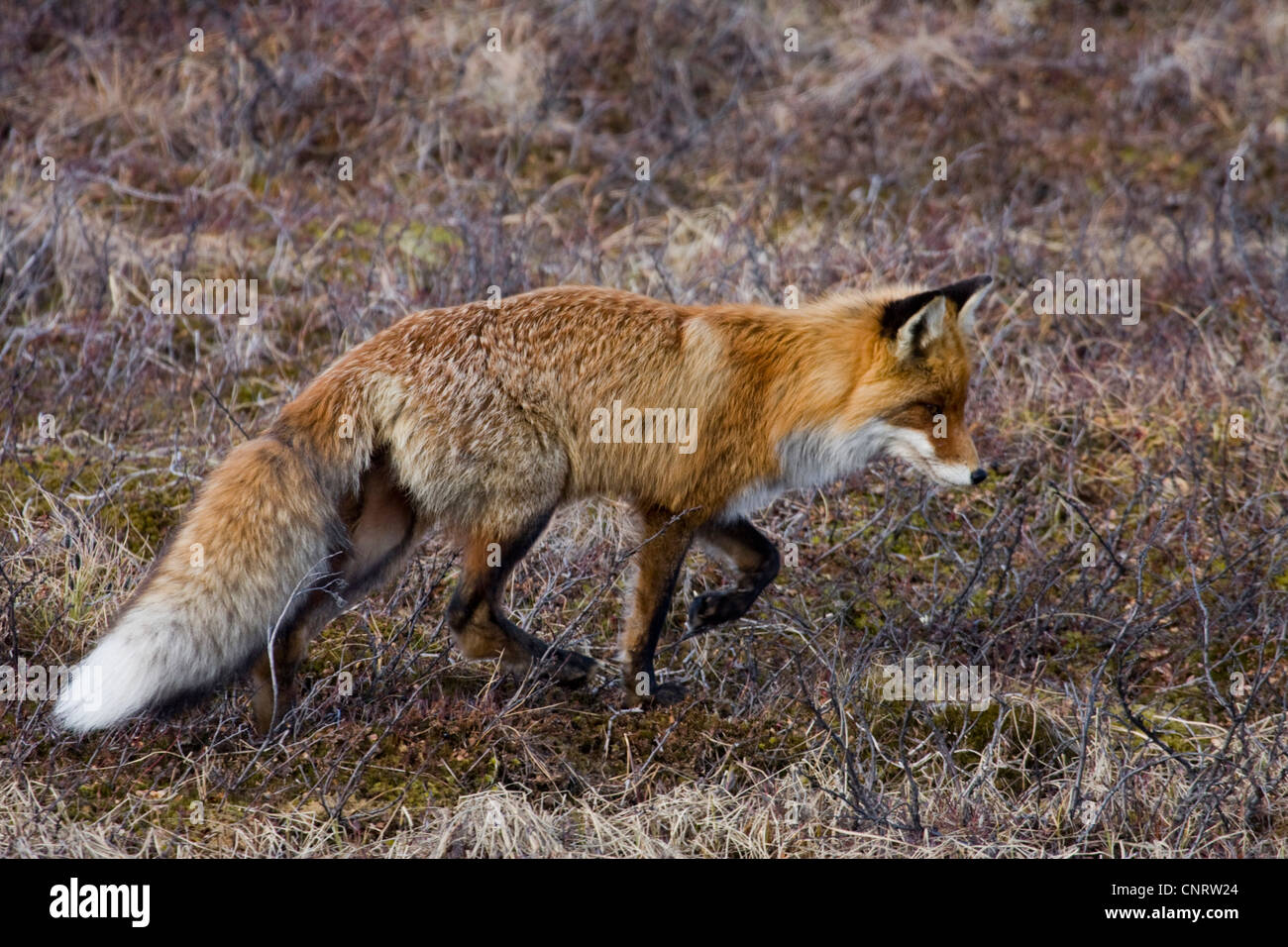 red fox (Vulpes vulpes), on the feed, Sweden, Lapland Stock Photo - Alamy
