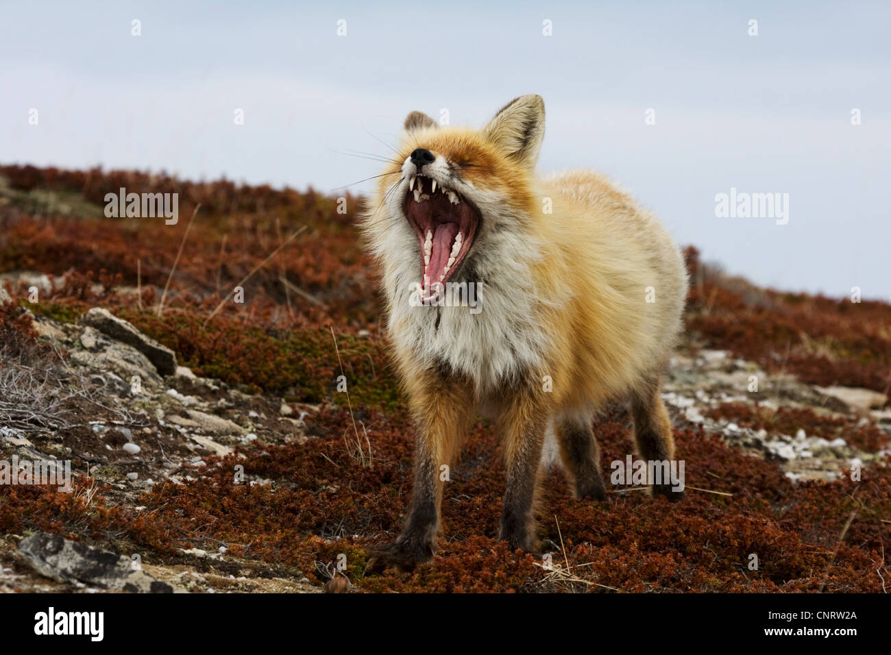Norway arctic fox hi-res stock photography and images - Alamy