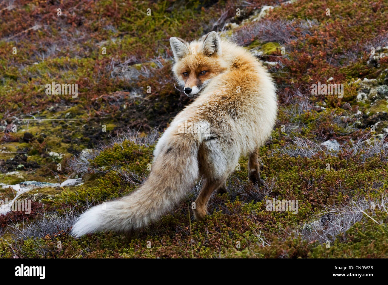 red fox (Vulpes vulpes), male looks back, Norway Stock Photo - Alamy