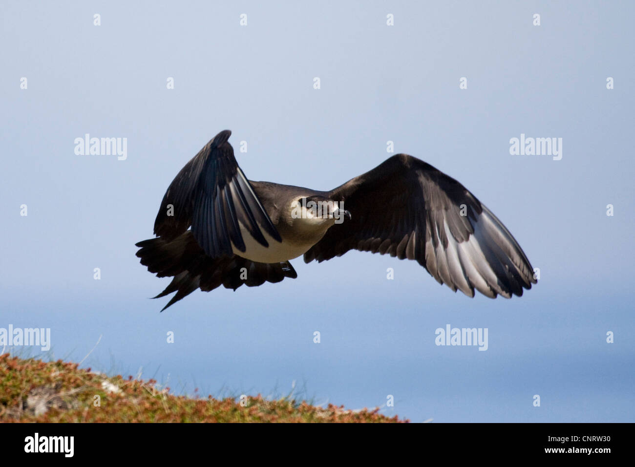 arctic skua (Stercorarius parasiticus), in flight, Norway ...