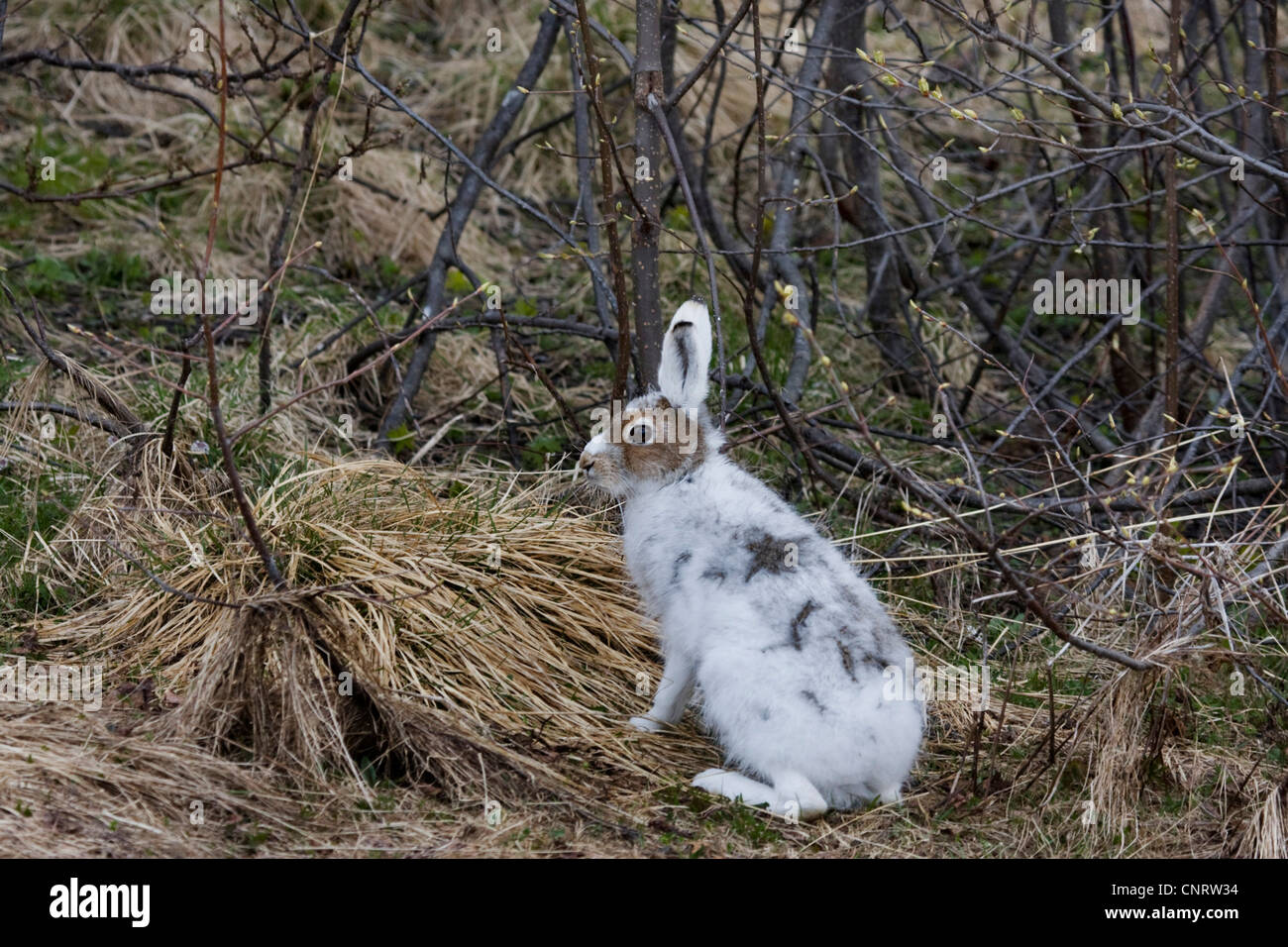blue hare, mountain hare, white hare, Eurasian Arctic hare (Lepus ...