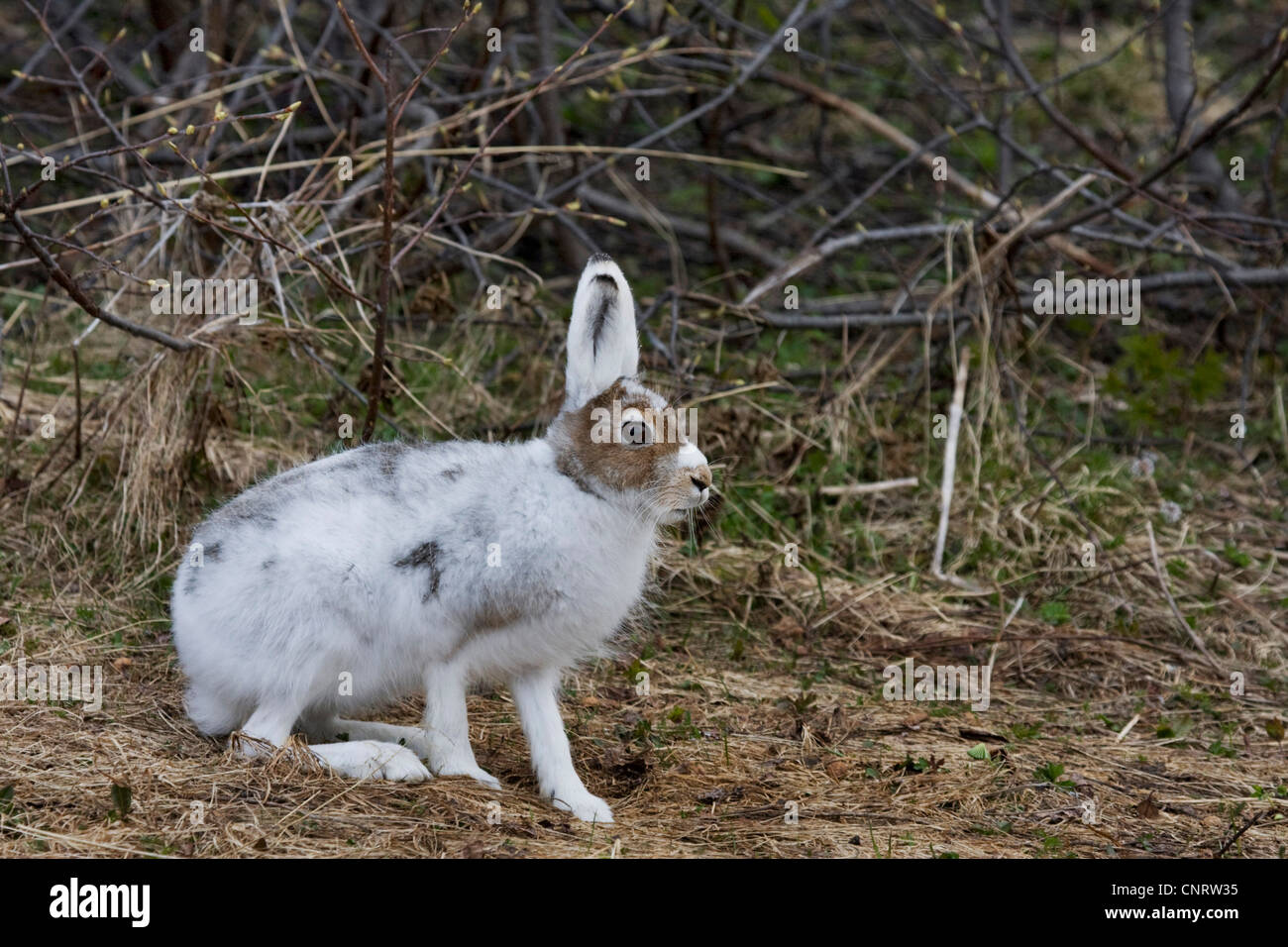 blue hare, mountain hare, white hare, Eurasian Arctic hare (Lepus ...