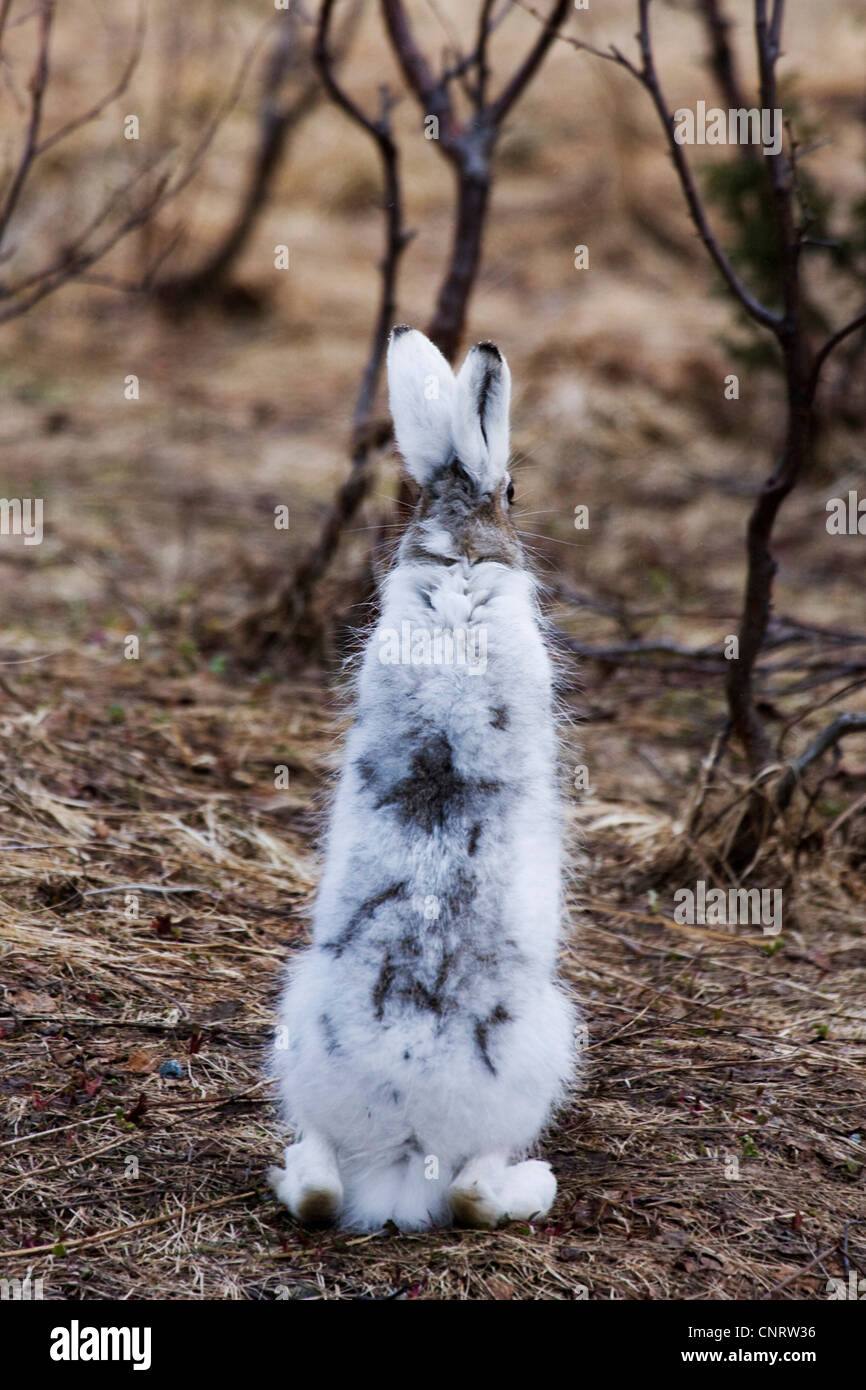 Rabbit from behind hi-res stock photography and images - Alamy