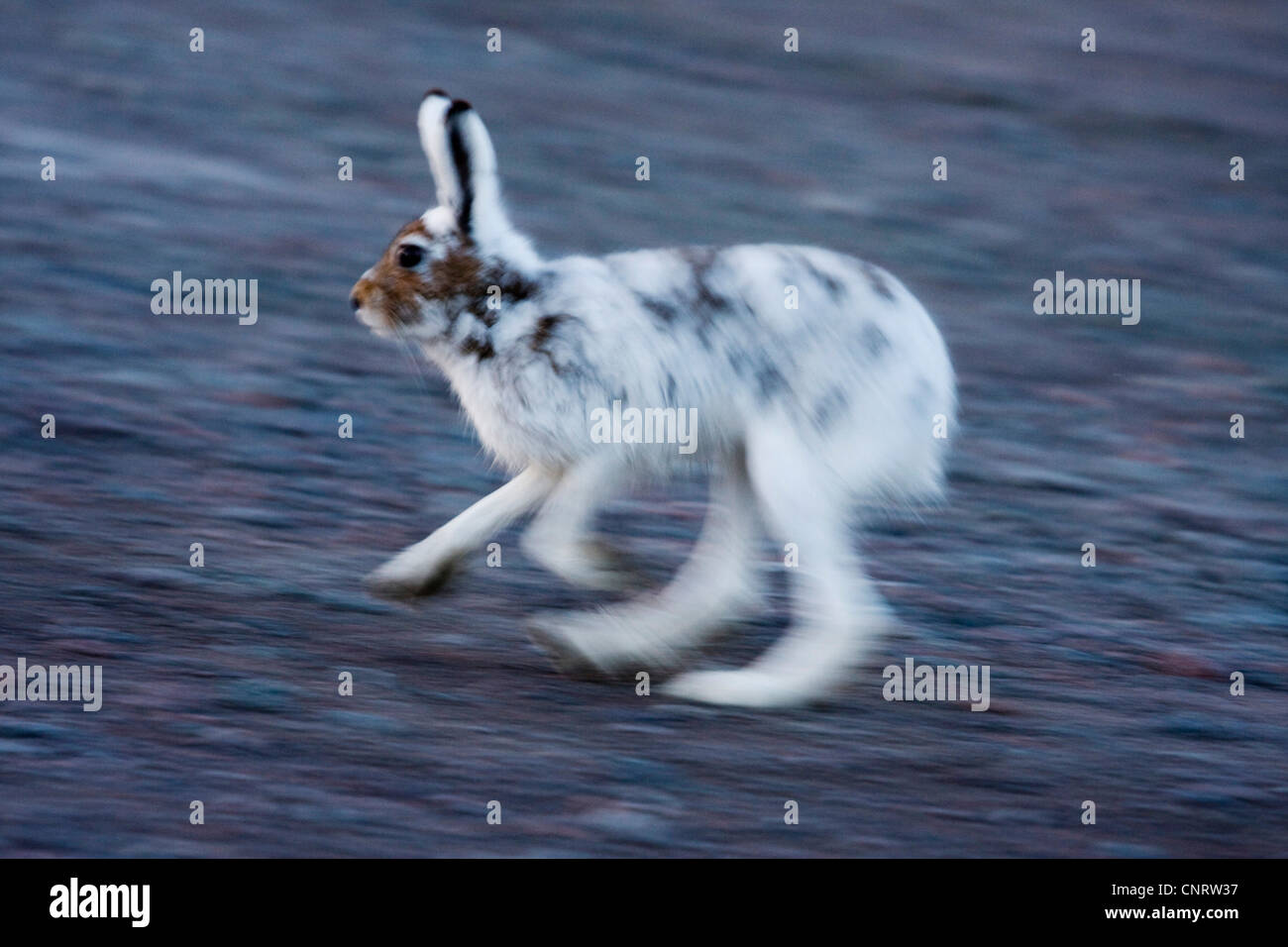 Arctic hare running hi-res stock photography and images - Alamy