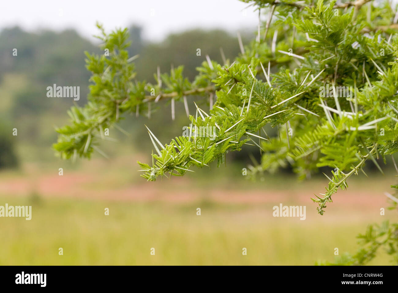 Camel Thorn Leaves High Resolution Stock Photography and Images - Alamy