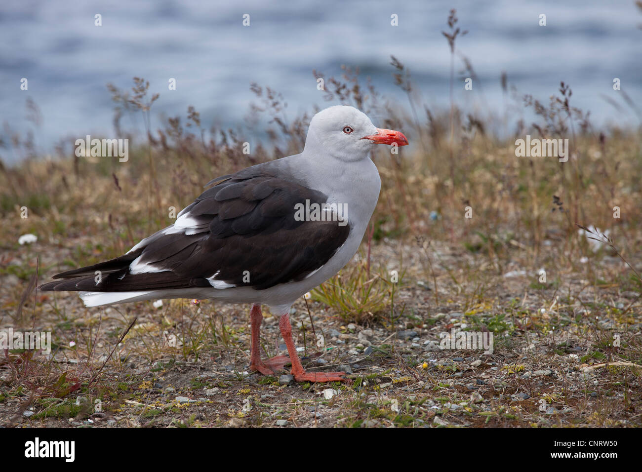 Dolphin Gull (Leucophaeus scoresbii), adult breeding plumage plumage ...
