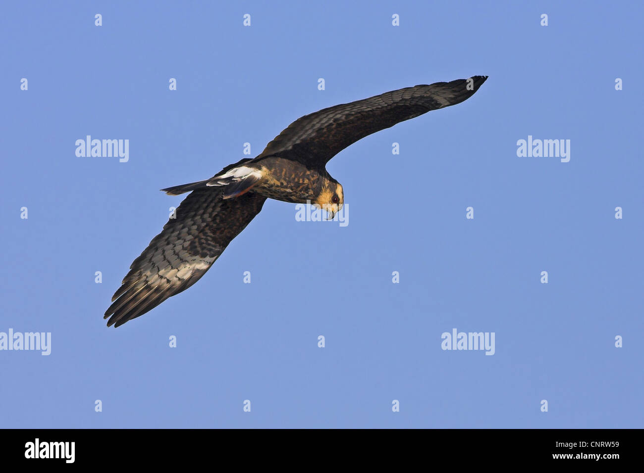 everglade kite (Rostrhamus sociabilis), flying, USA, Florida Stock ...