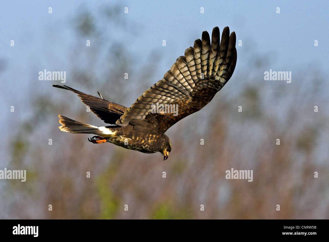everglade kite (Rostrhamus sociabilis), flying, USA, Florida Stock ...