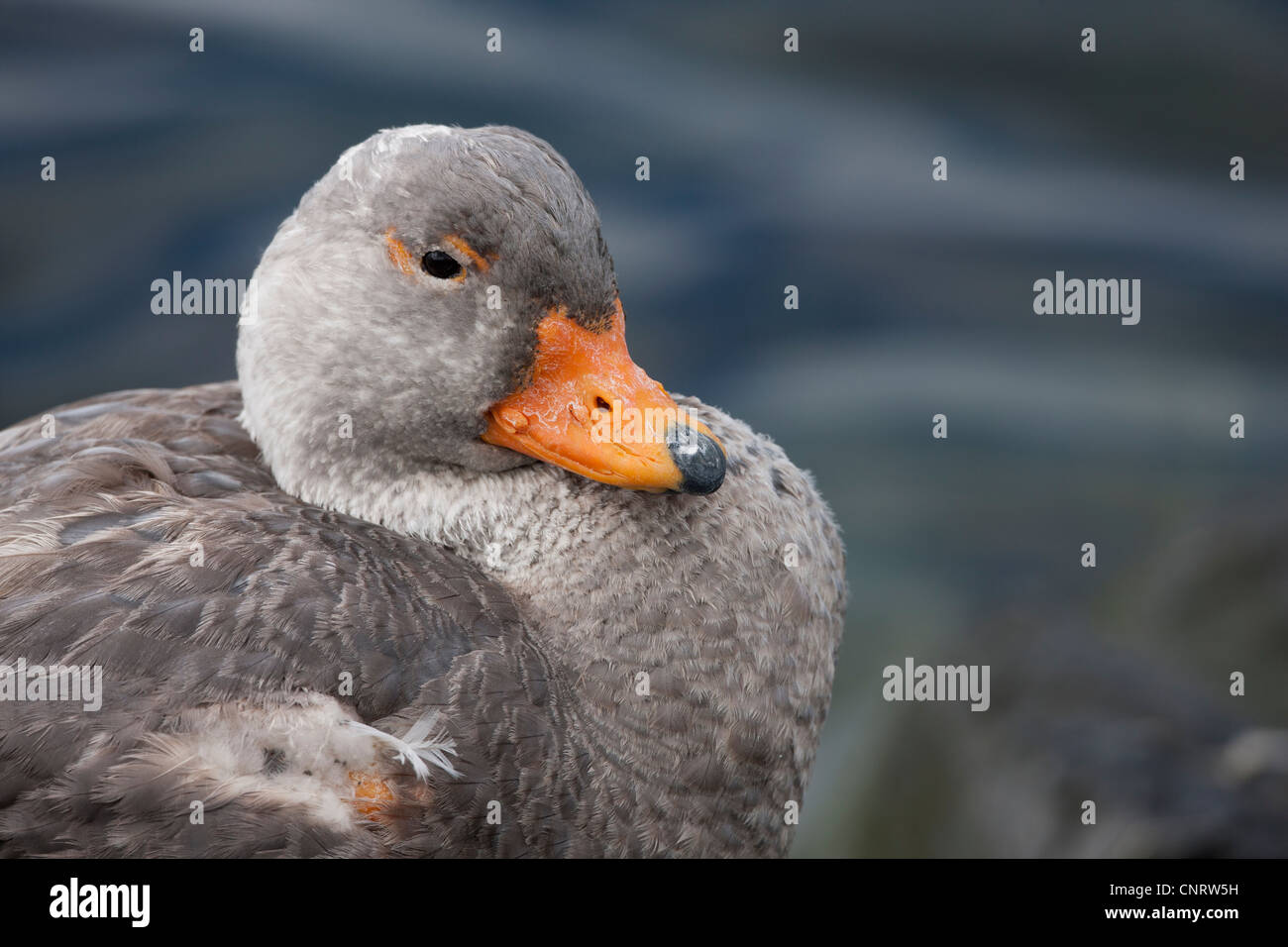 Tachyeres pteneres hi-res stock photography and images - Alamy