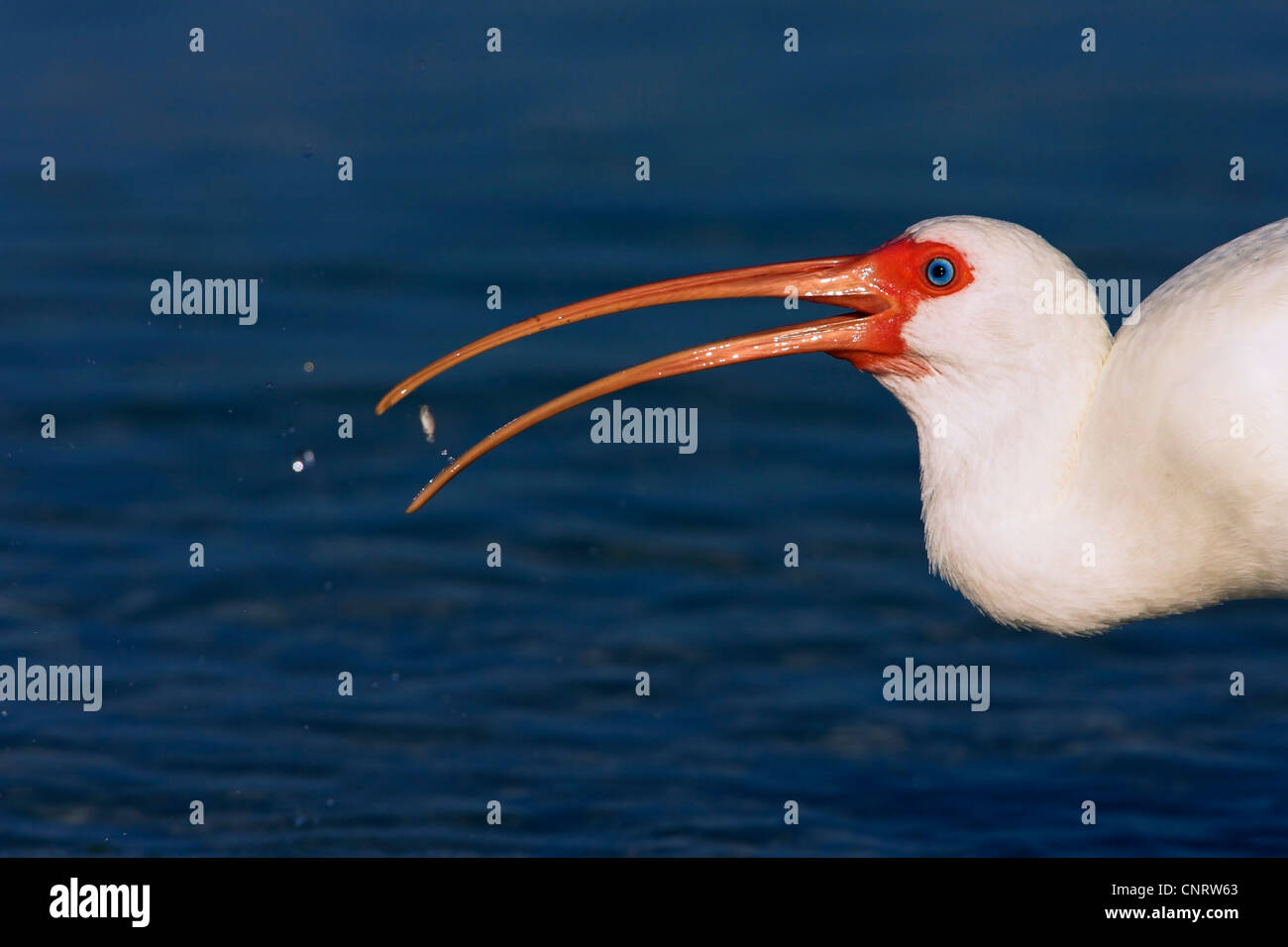white ibis (Eudocimus albus), eating its prey, USA, Florida Stock Photo ...