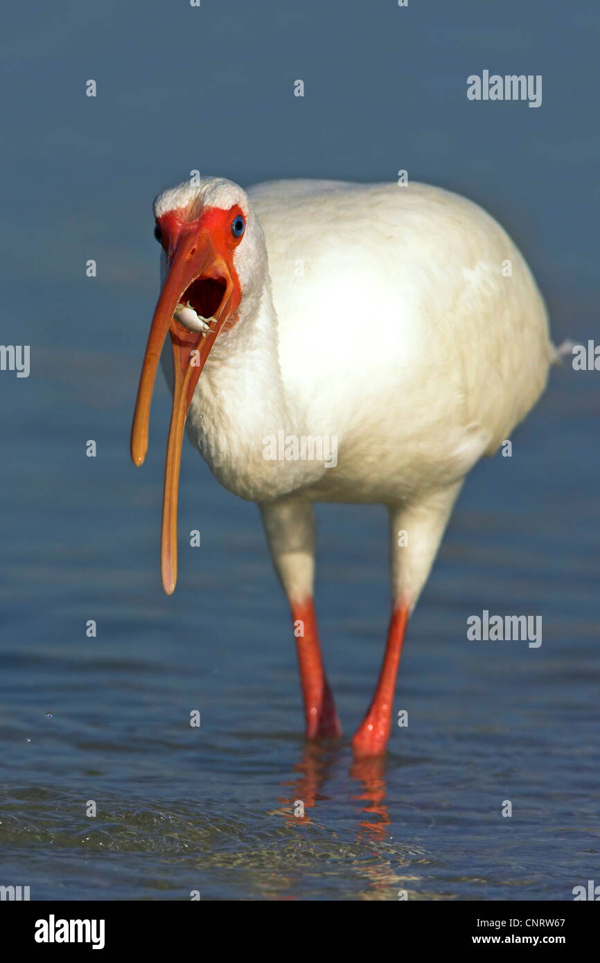 white ibis (Eudocimus albus), eating a crab, USA, Florida Stock Photo ...