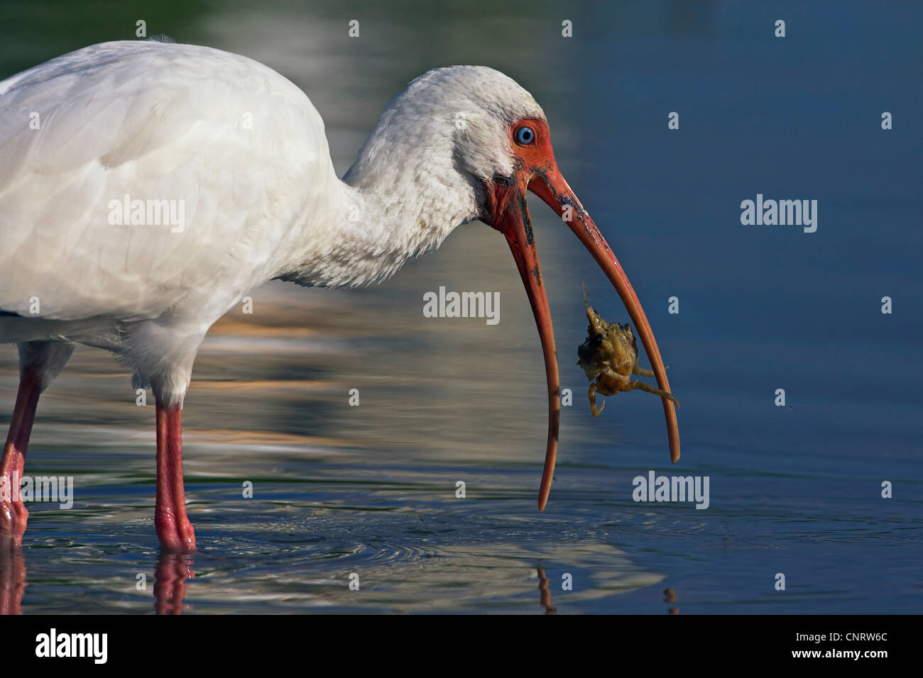 White ibis eating crab hi-res stock photography and images - Alamy