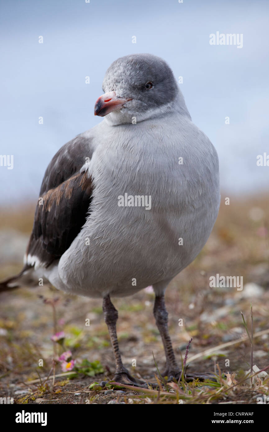 Dolphin Gull (Leucophaeus scoresbii), second summer plumage in Ushuaia ...