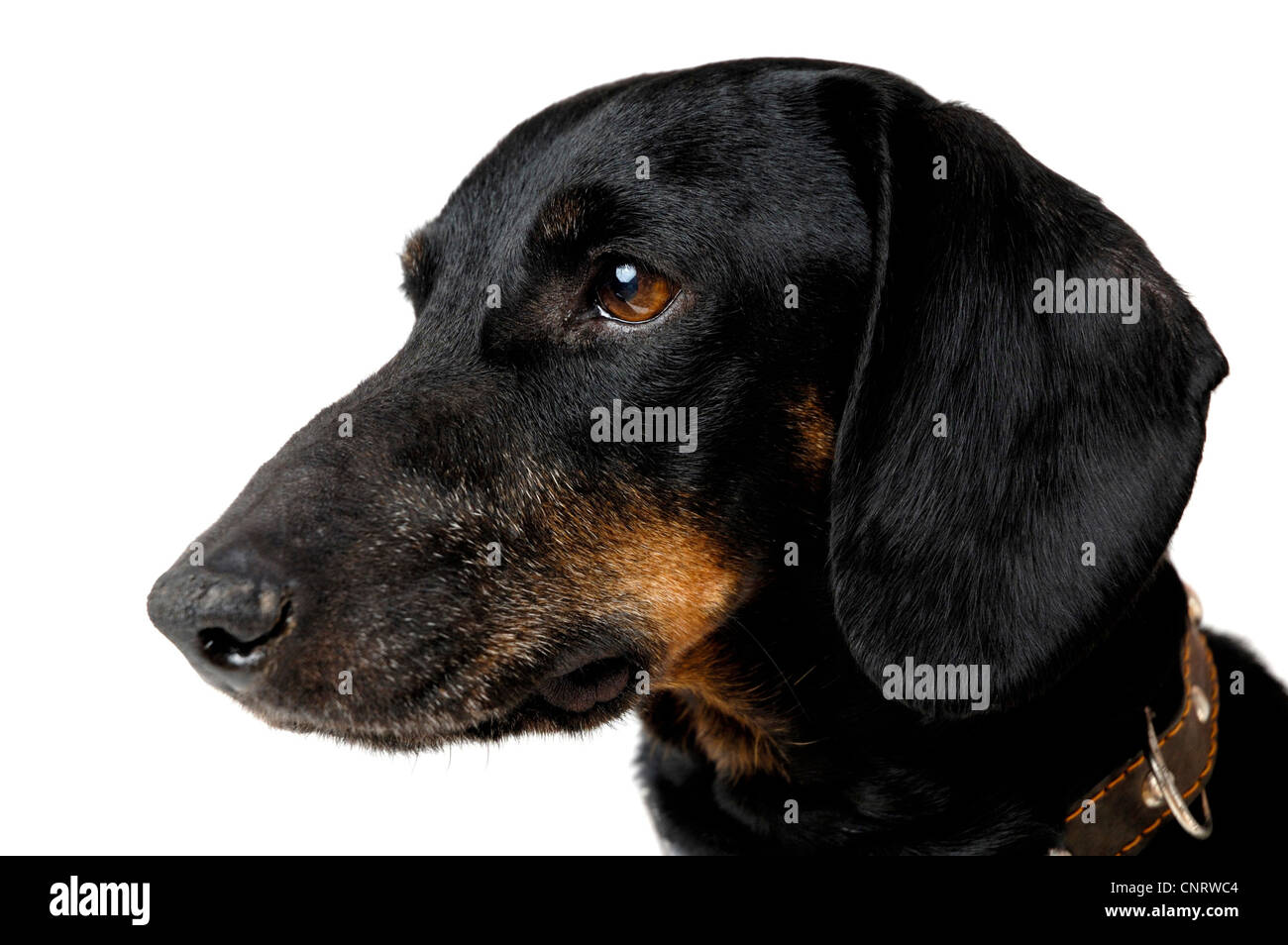 Dachshund With Floppy Ears High Resolution Stock Photography and Images ...