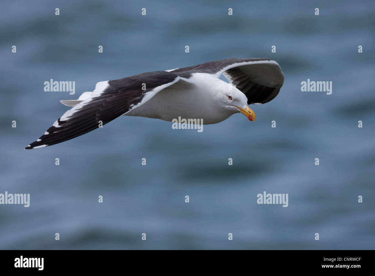 Kelp Gull (Larus dominicanus dominicanus) adult breeding plumage in ...