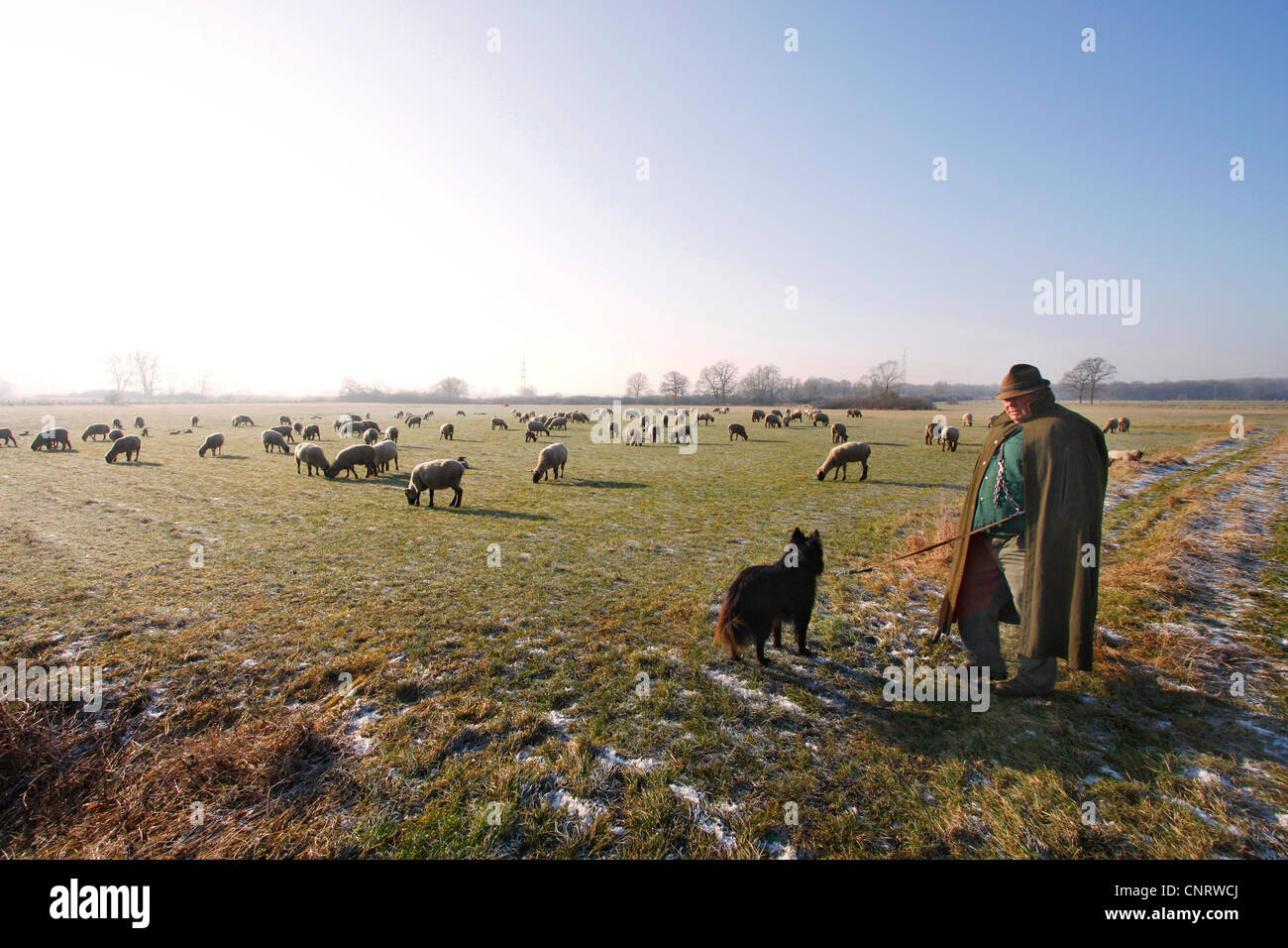 Shepherd sheep dog herding sheep hi-res stock photography and images ...